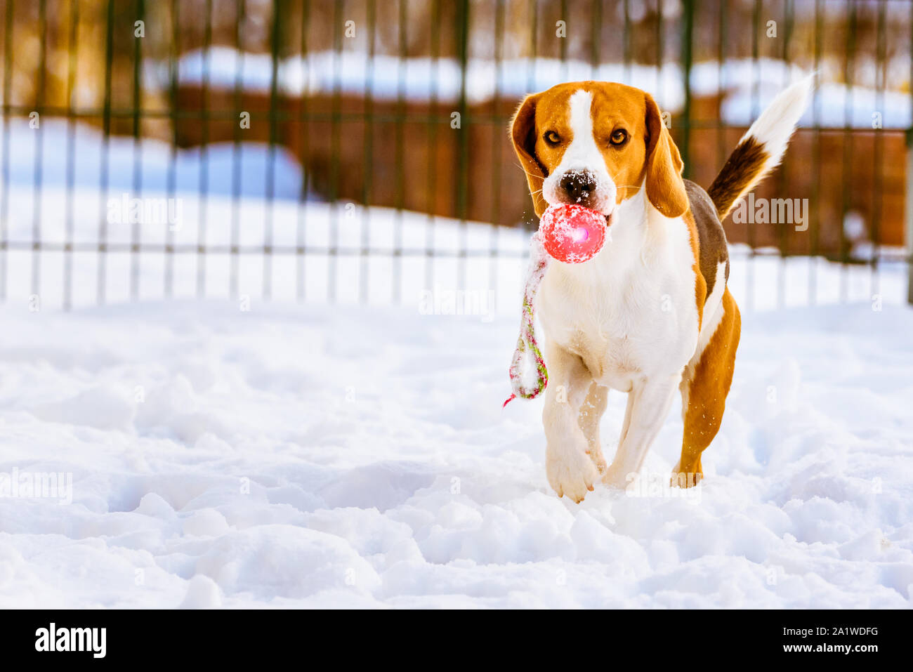 Happy beagle dog run with a ball on the snow Stock Photo - Alamy