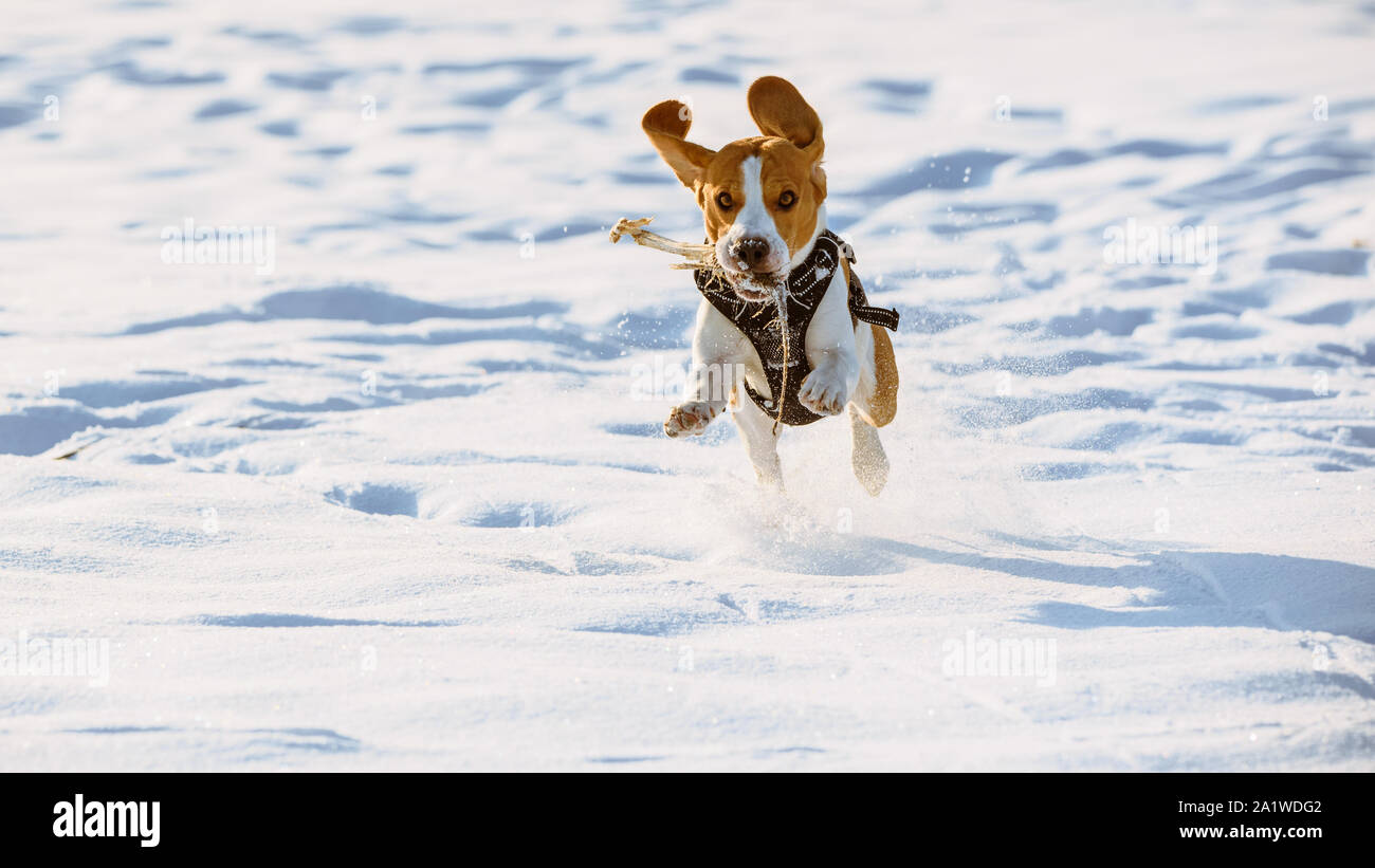 Beagle in motion hi-res stock photography and images - Alamy