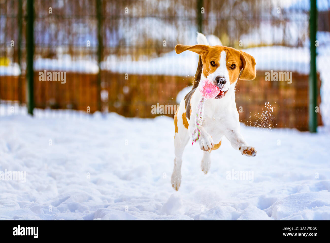 Happy beagle dog run with a ball on the snow Stock Photo - Alamy
