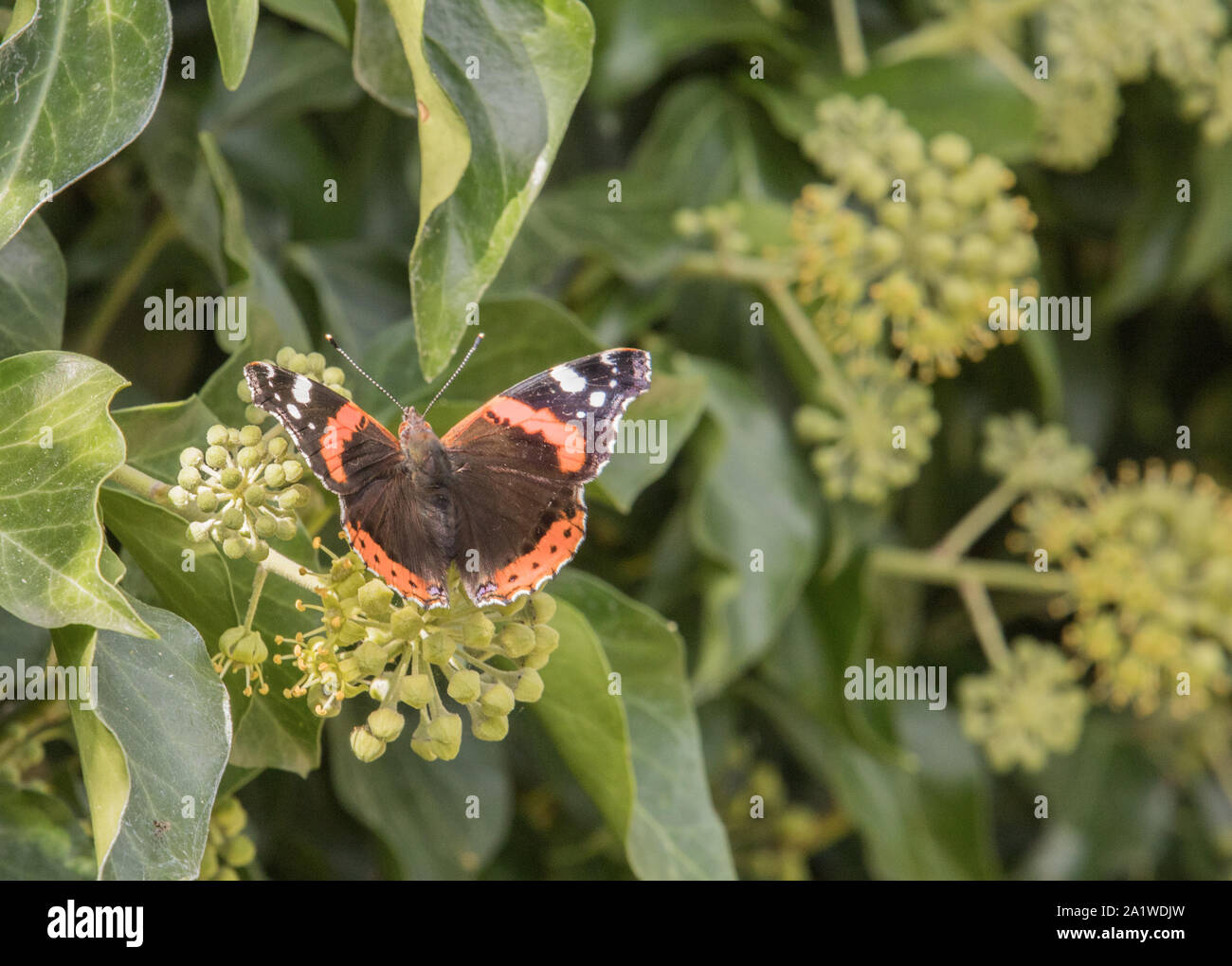Butterfly abdomen hi-res stock photography and images - Alamy