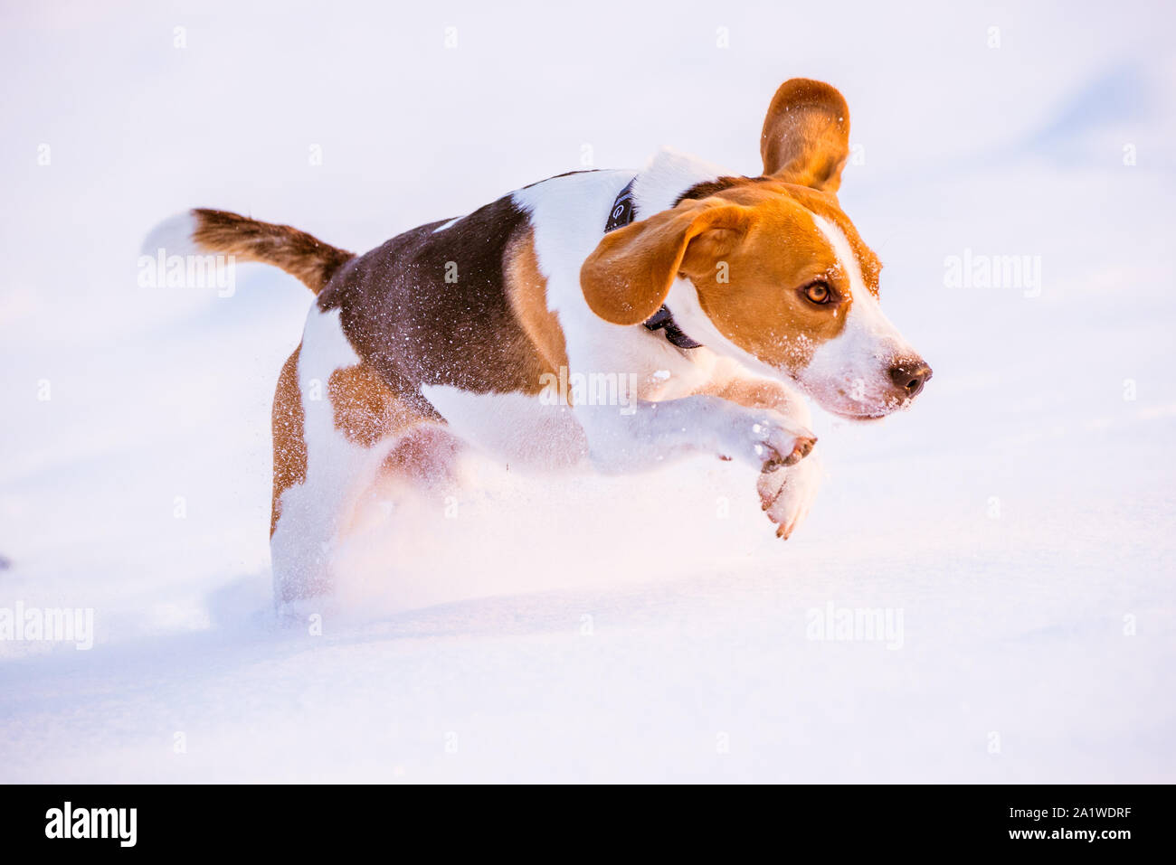 Dog run Beagle fun in snow Stock Photo - Alamy