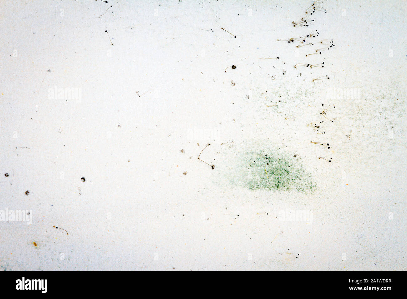 Old moldy paper with dirty stains and spots, grunge vintage backdrop ...