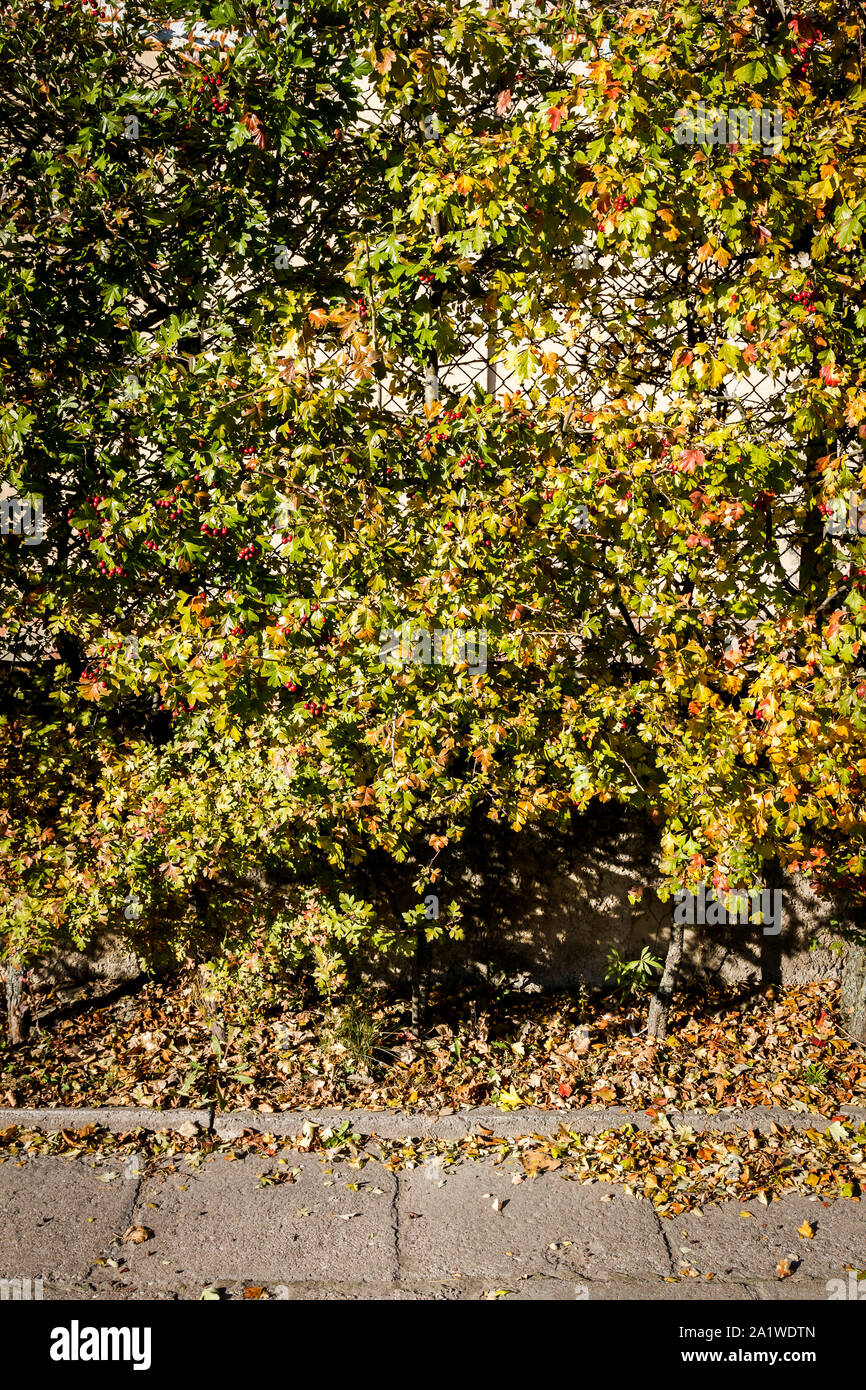 Yellow green hedge hi-res stock photography and images - Alamy