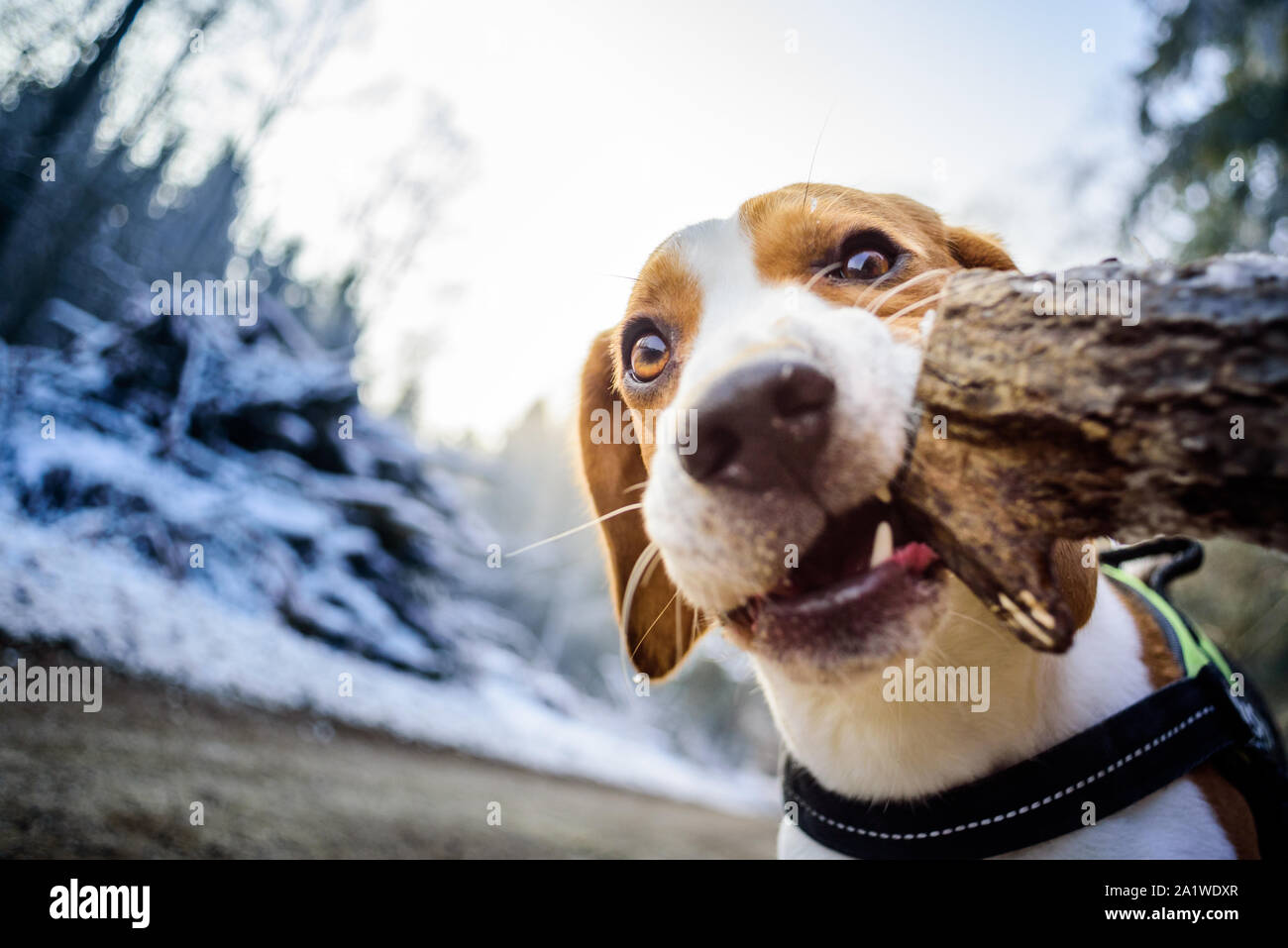 Beagle dog chewing wooden stick in sunny forest morning frost Stock ...