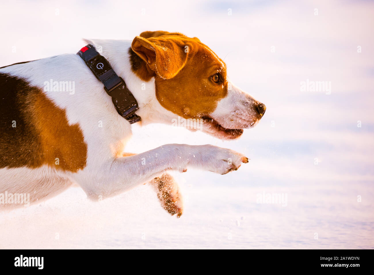 Beagle profile hi-res stock photography and images - Alamy