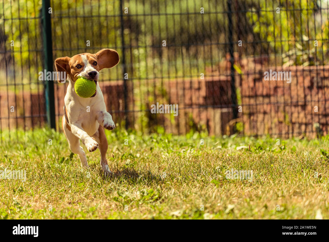 Dog run Beagle fun Stock Photo - Alamy
