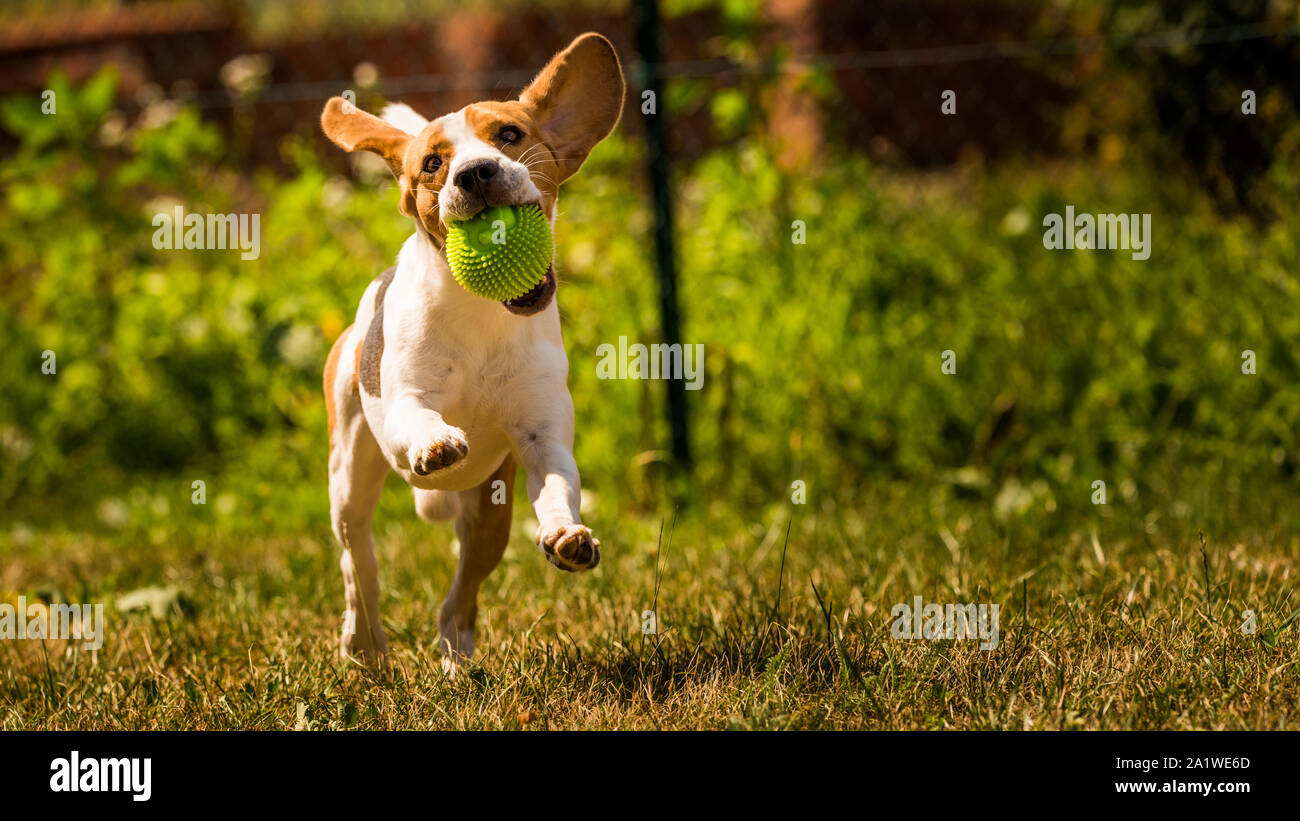 Dog run Beagle fun Stock Photo - Alamy