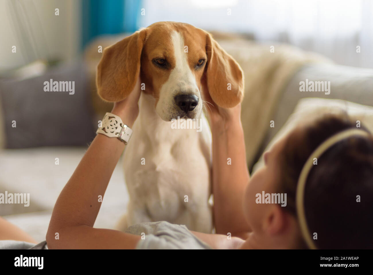 Beagle dog happy with owner Stock Photo - Alamy