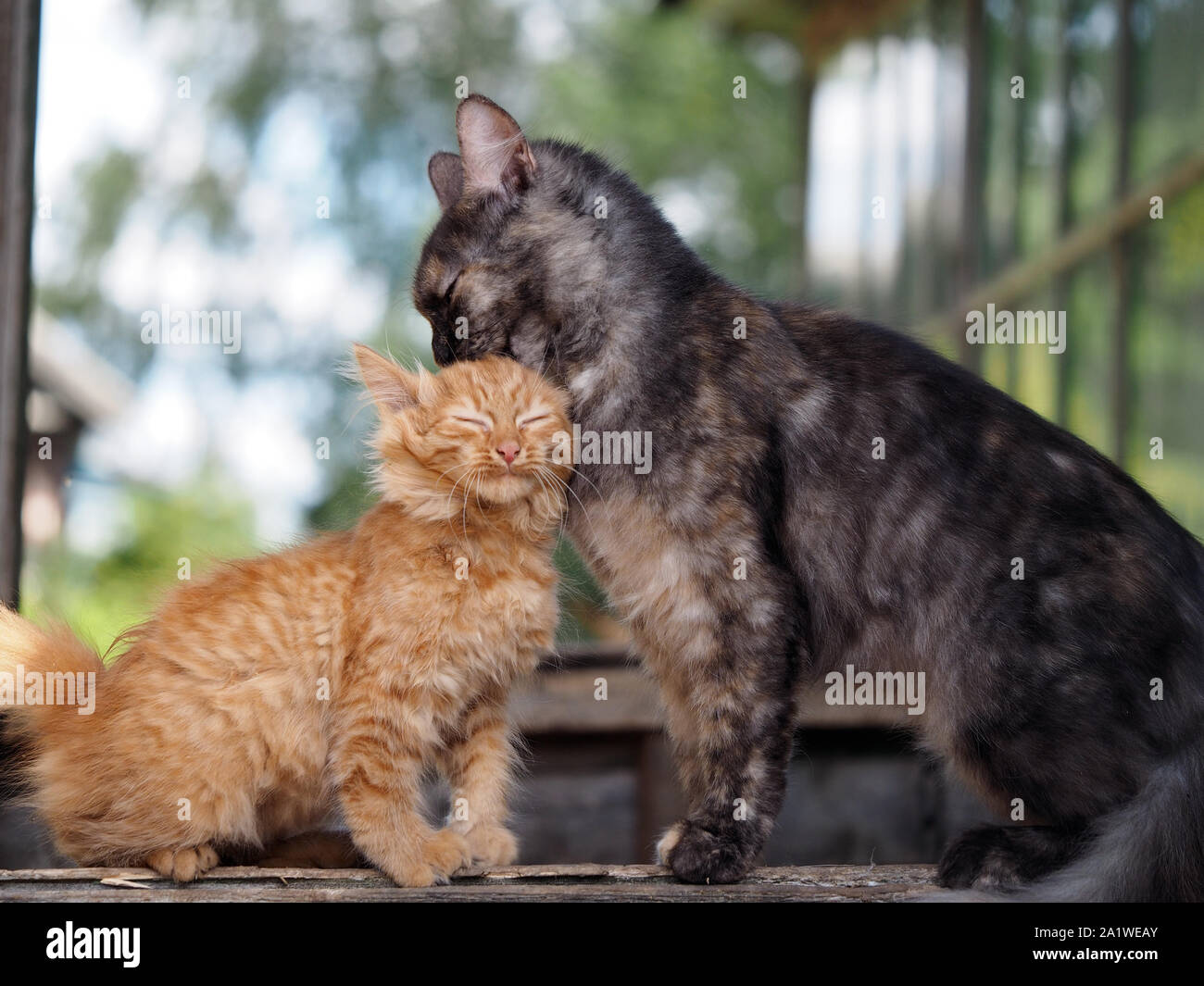 The cat takes care of her kitten with love. Mother and child cats Stock ...