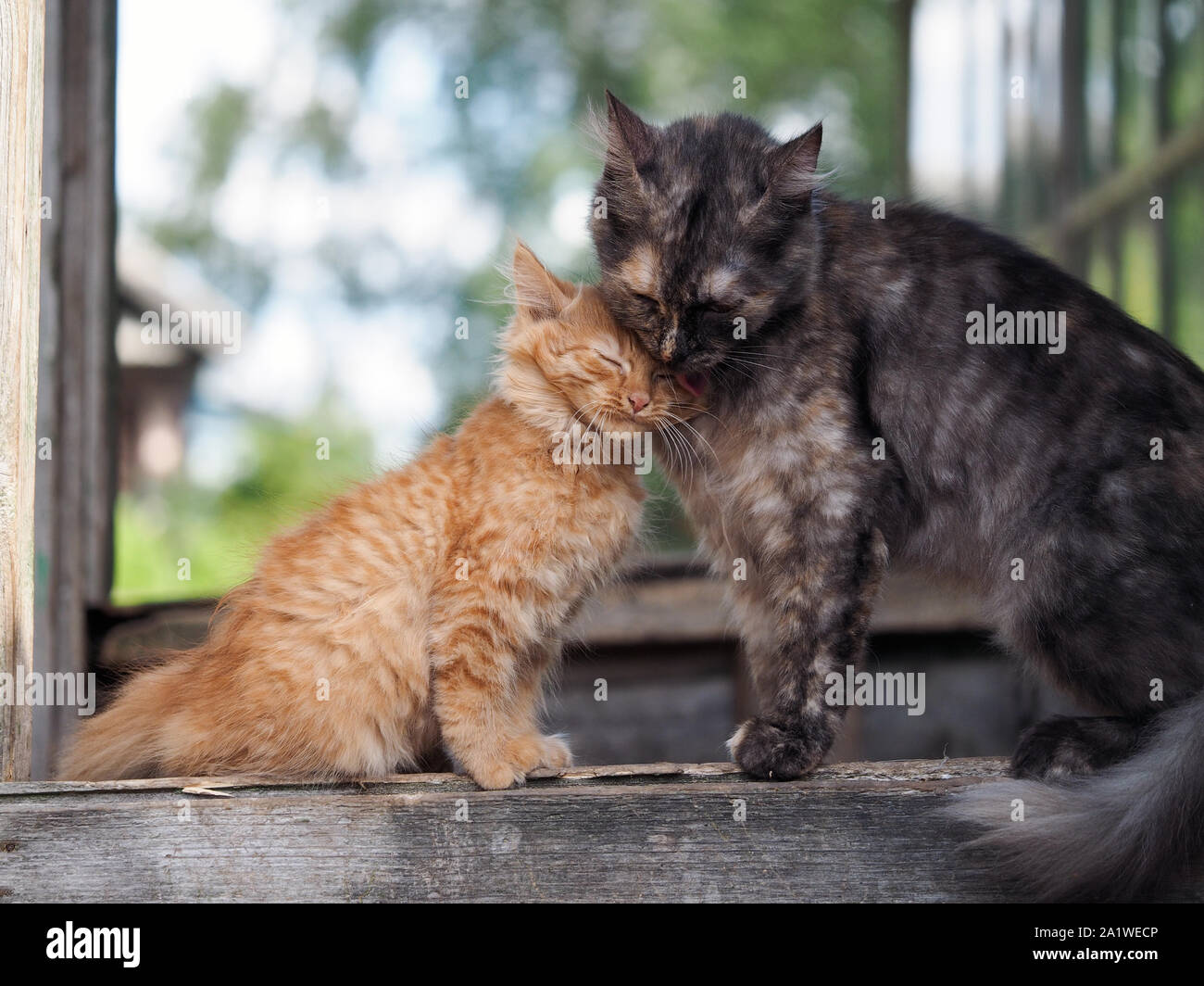 The cat takes care of her kitten with love. Mother and child cats Stock ...