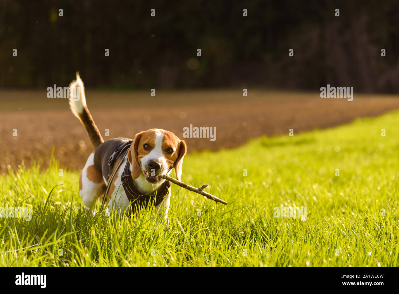 Dog Beagle outdoor Stock Photo - Alamy