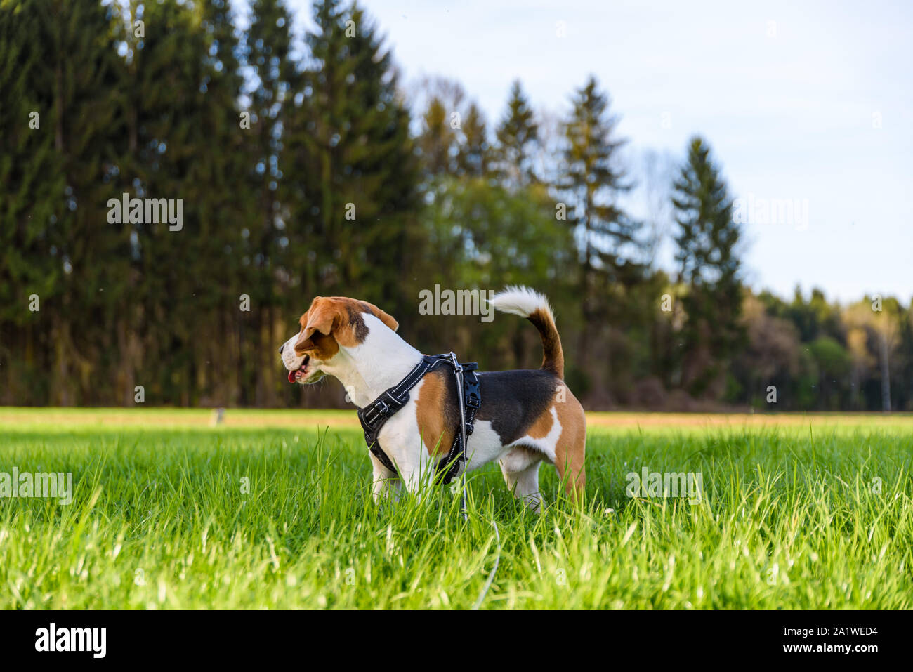 Dog Beagle outdoor Stock Photo - Alamy