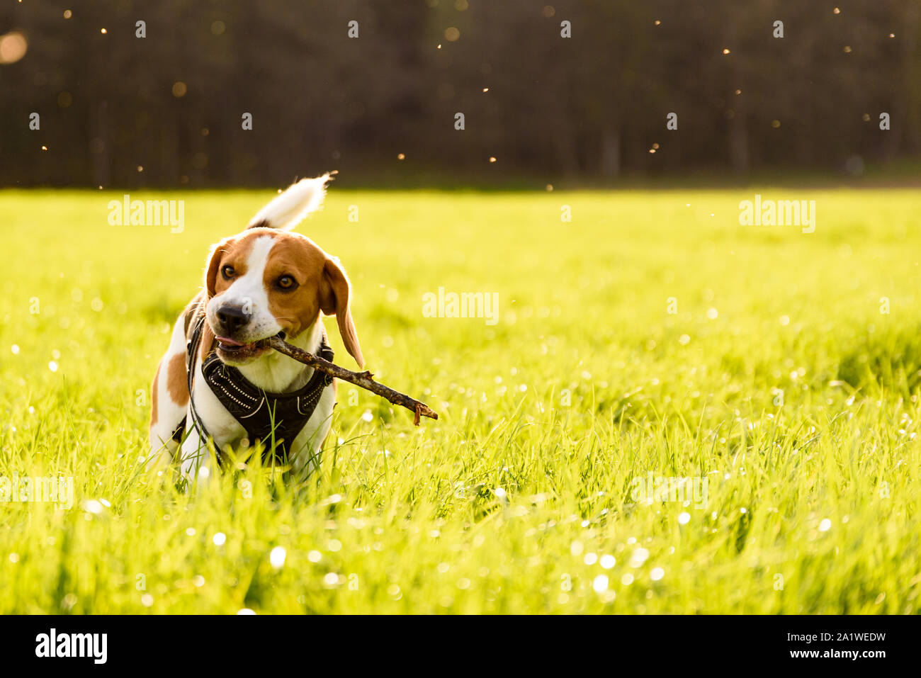 Dog Beagle outdoor Stock Photo - Alamy