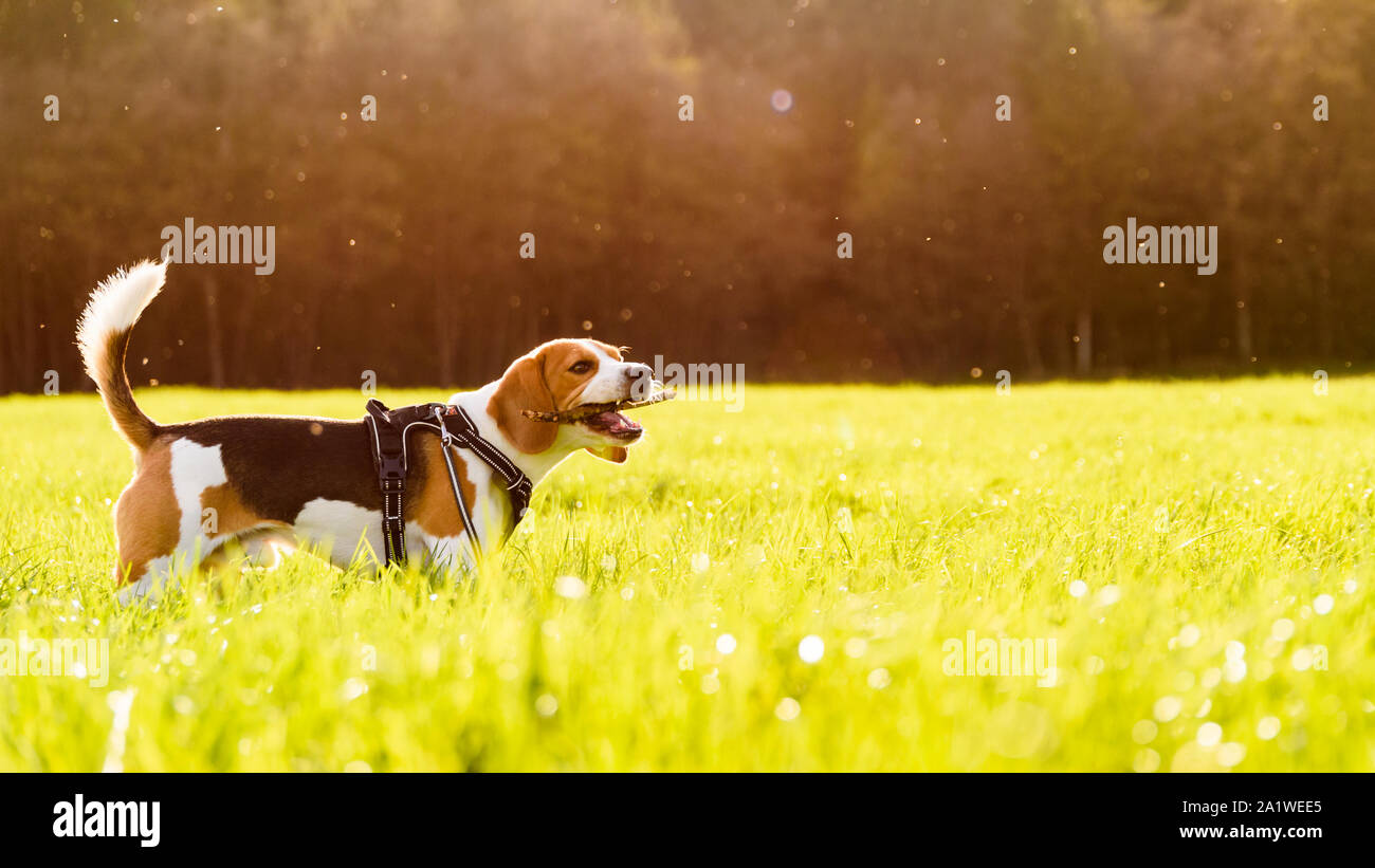 Dog Beagle outdoor Stock Photo - Alamy