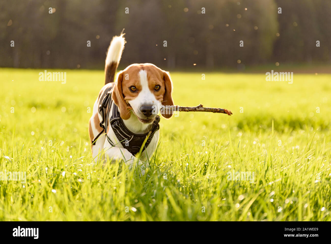 Dog Beagle outdoor Stock Photo - Alamy