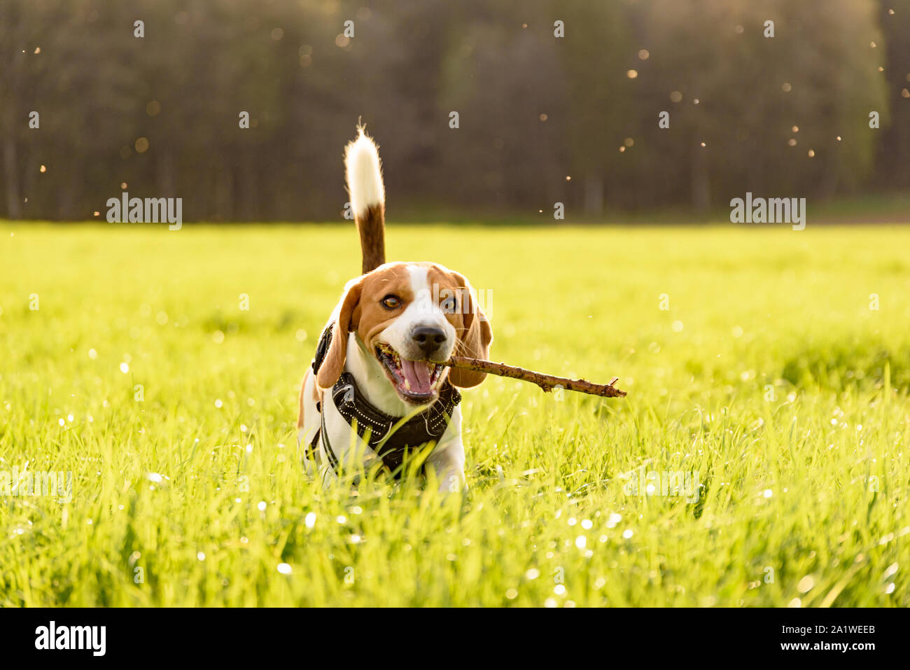 Dog Beagle outdoor Stock Photo - Alamy