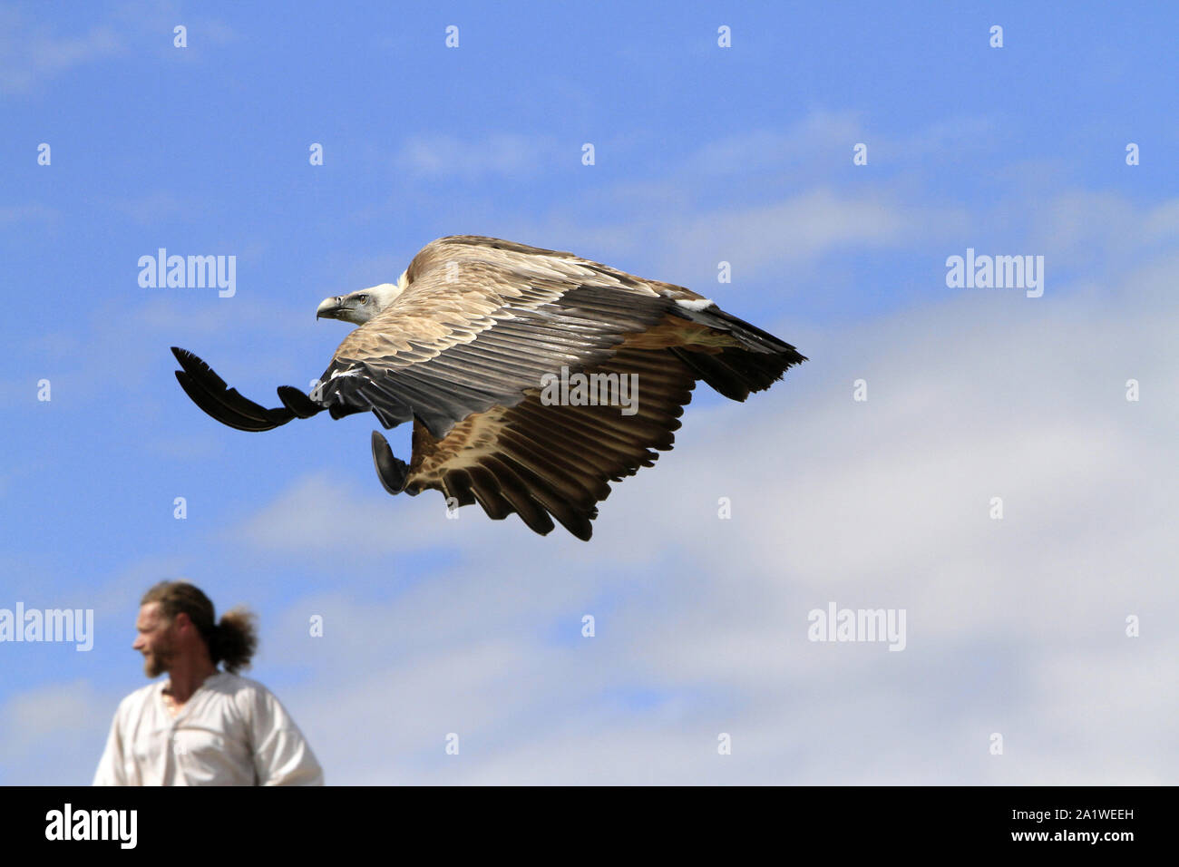 Oiseau artiste hi-res stock photography and images - Alamy