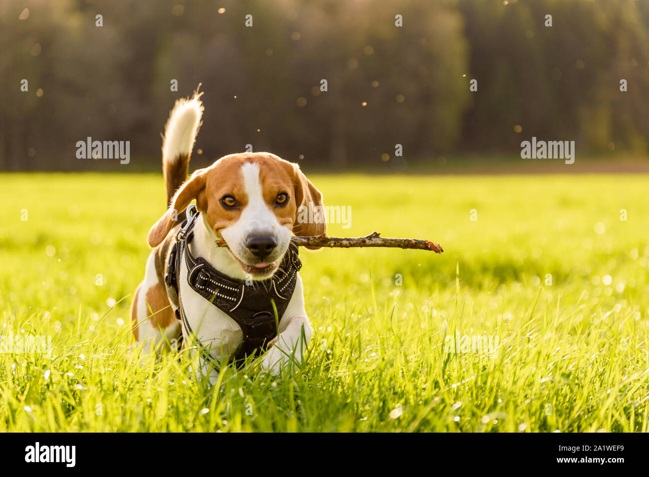 Dog Beagle outdoor Stock Photo - Alamy