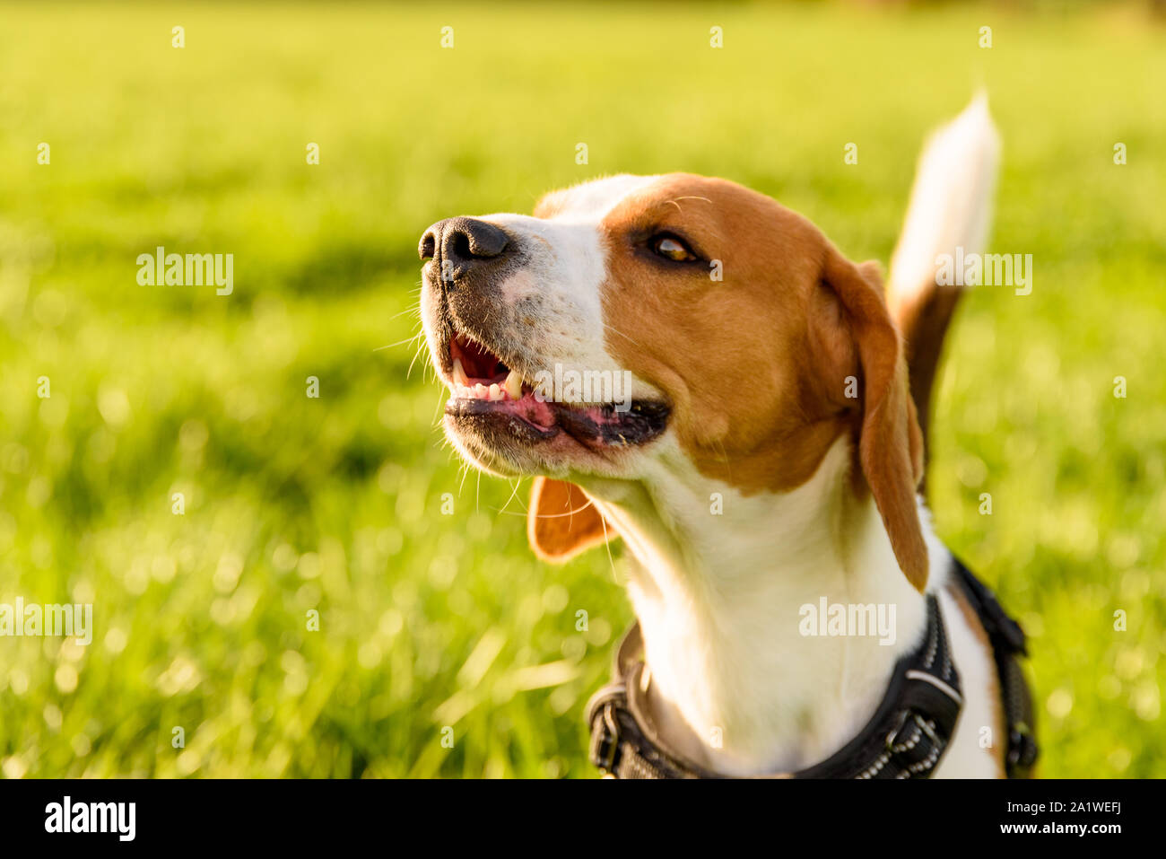 Dog Beagle outdoor Stock Photo - Alamy