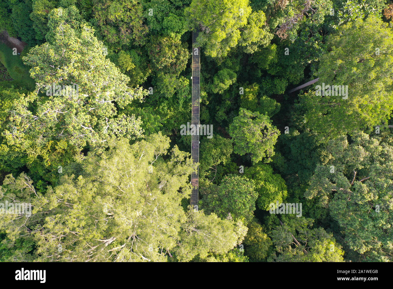 Aerial view of Borneo Rainforest of Rain Forest Stock Photo - Alamy