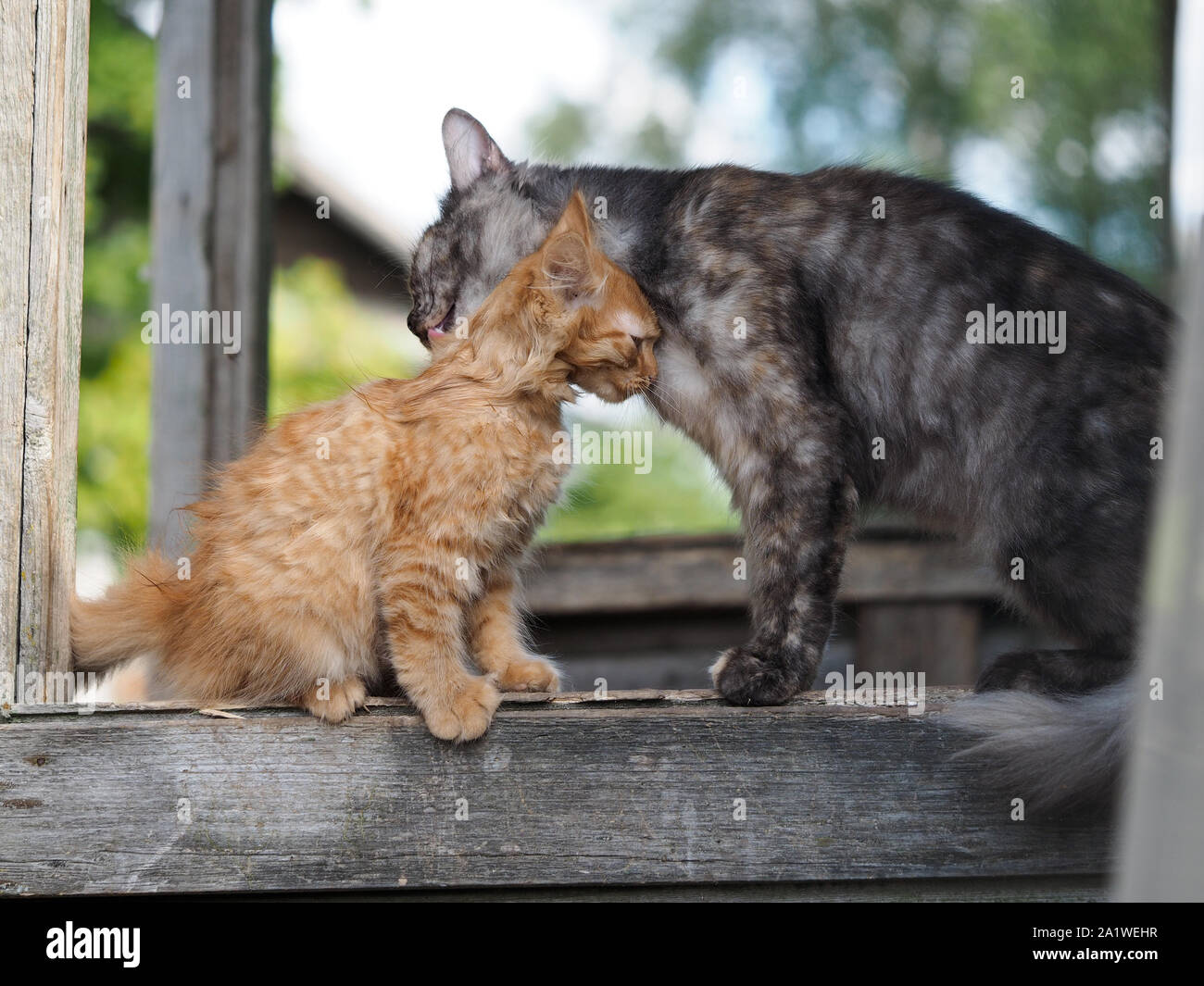 The cat takes care of her kitten with love. Mother and child cats Stock Photo - Alamy