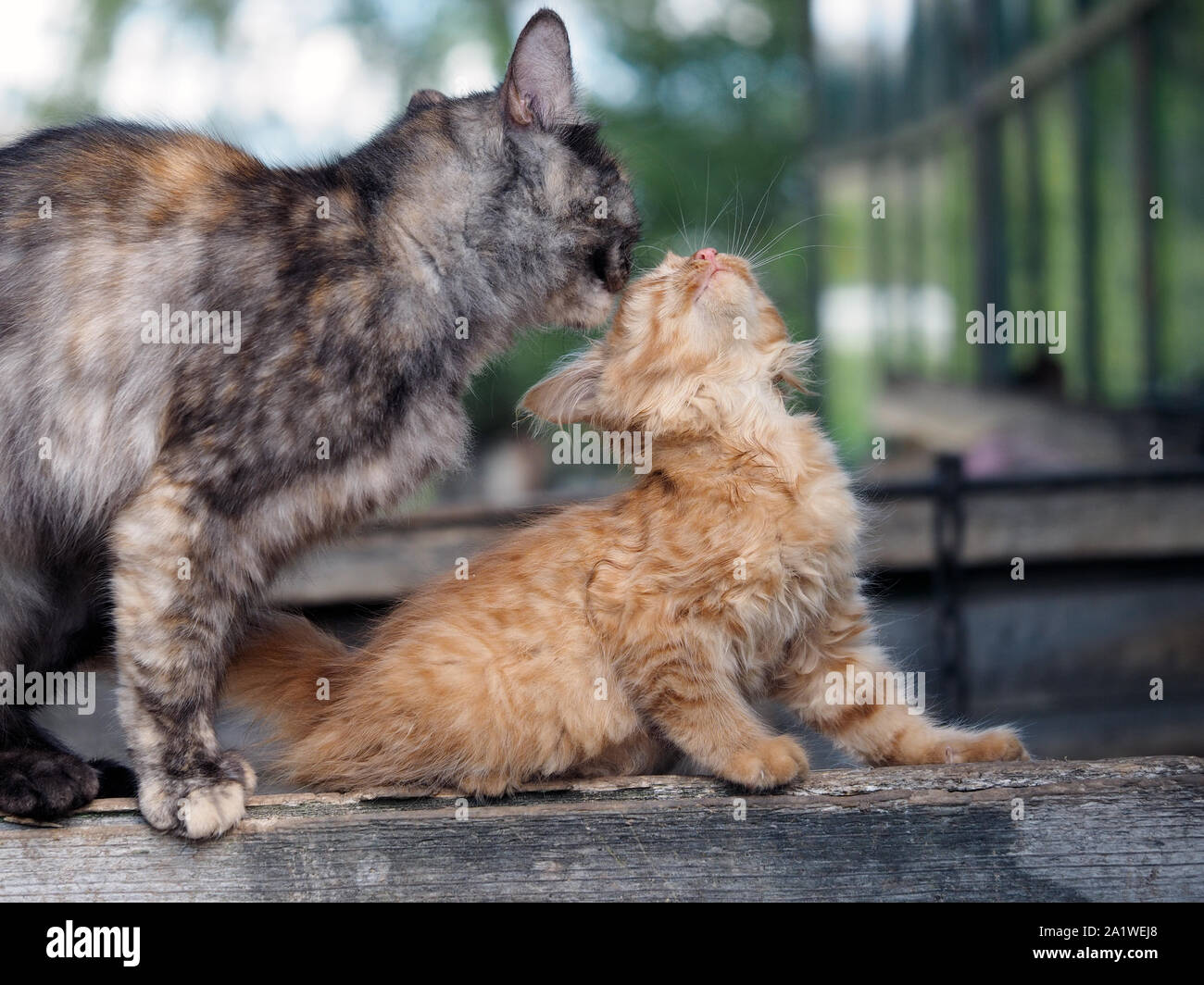 The cat takes care of her kitten with love. Mother and child cats Stock ...