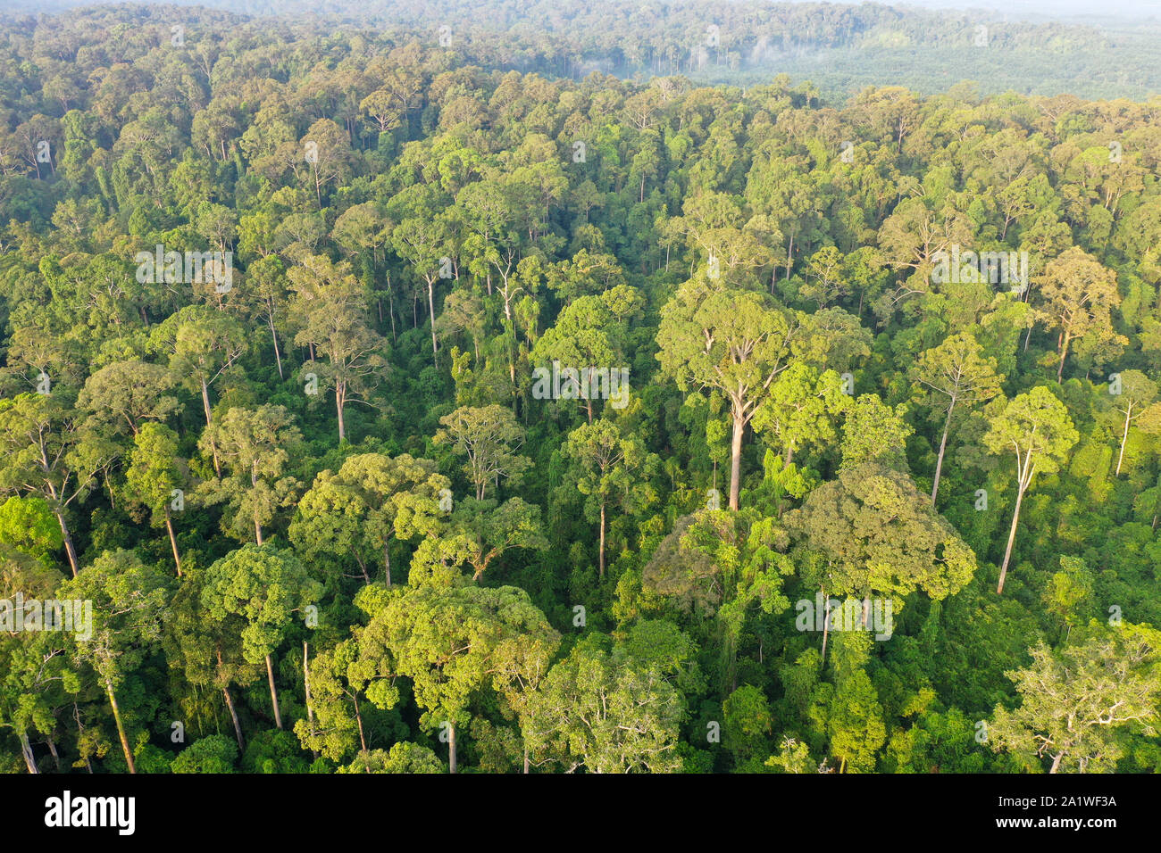 Aerial view of Borneo Rainforest of Rain Forest Stock Photo - Alamy