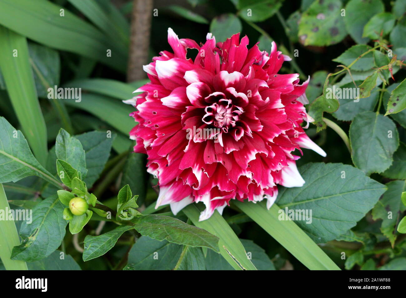 Multiple layers of petals hi-res stock photography and images - Alamy