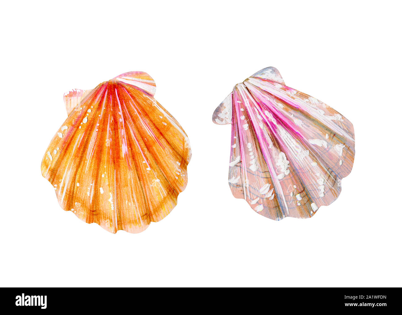 Pink Pearl Clam