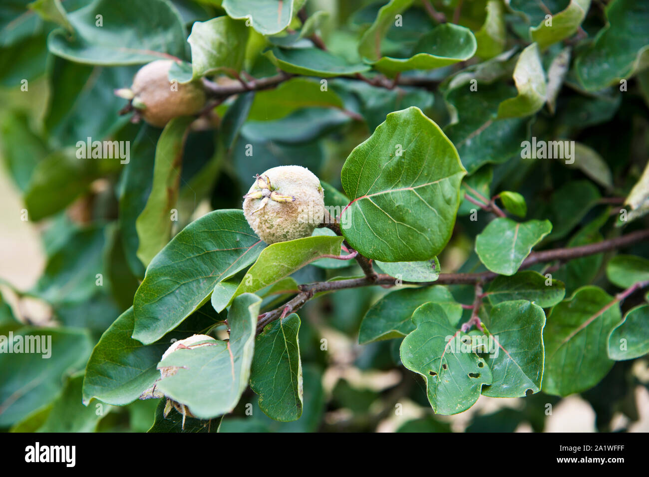 Gold fruit tree hi-res stock photography and images - Alamy
