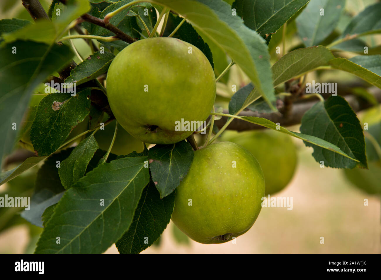 Productive Apple Tree High Resolution Stock Photography and Images - Alamy