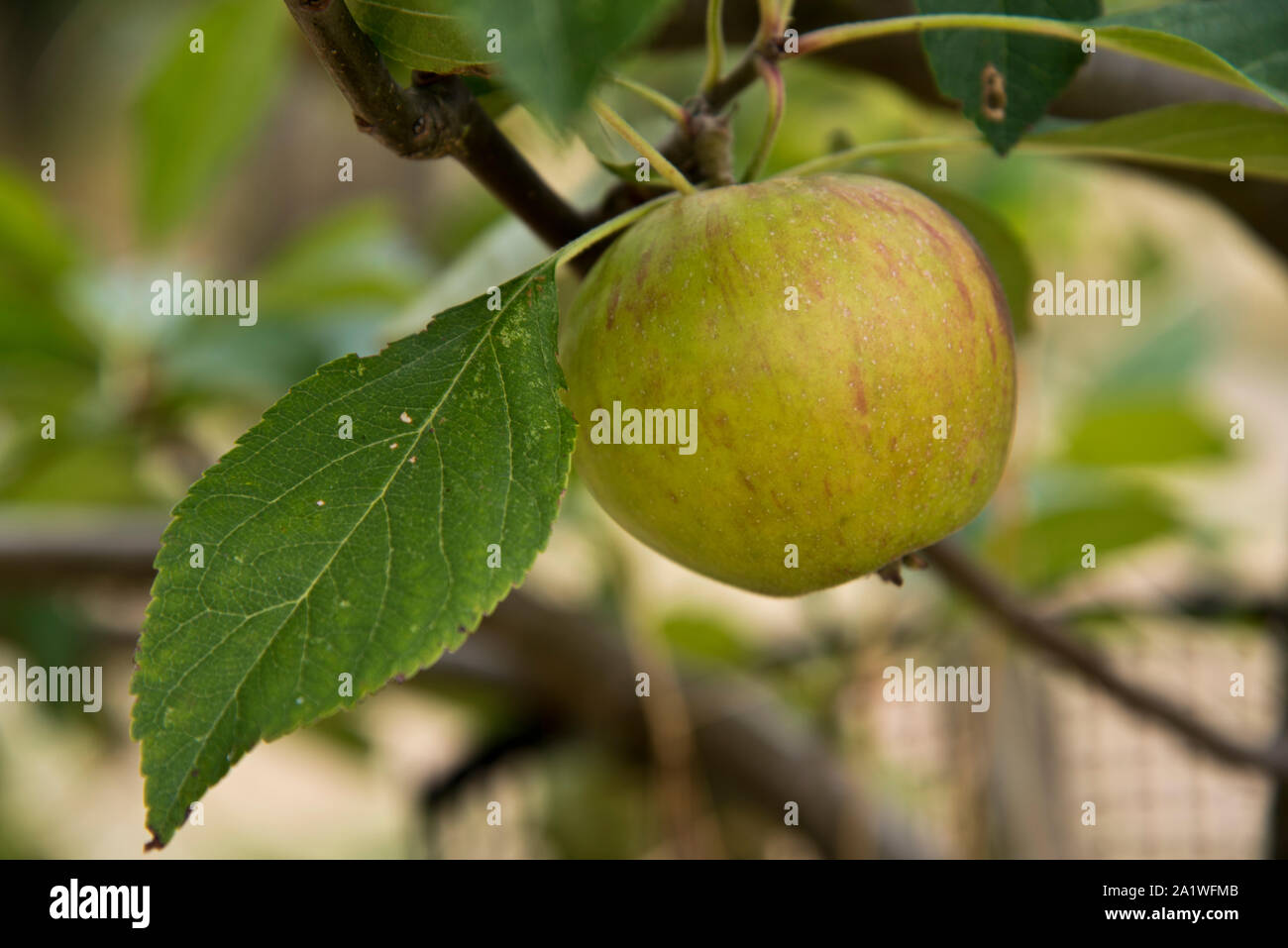 Productive apple tree hi-res stock photography and images - Alamy