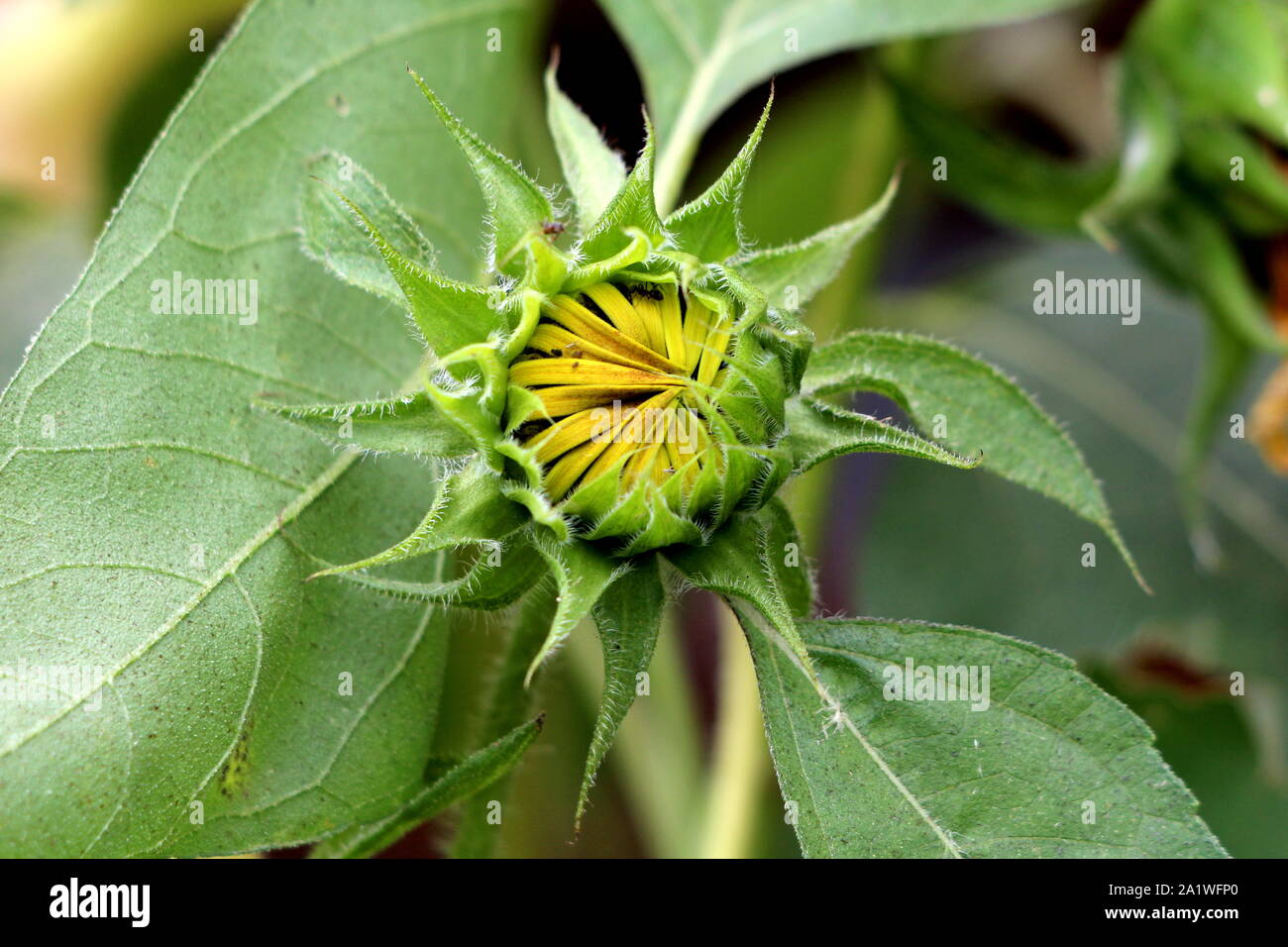 Closed sunflower hi-res stock photography and images - Alamy
