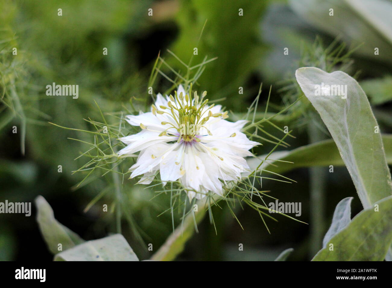 Single Black cumin or Nigella sativa or Black caraway or Nigella or ...
