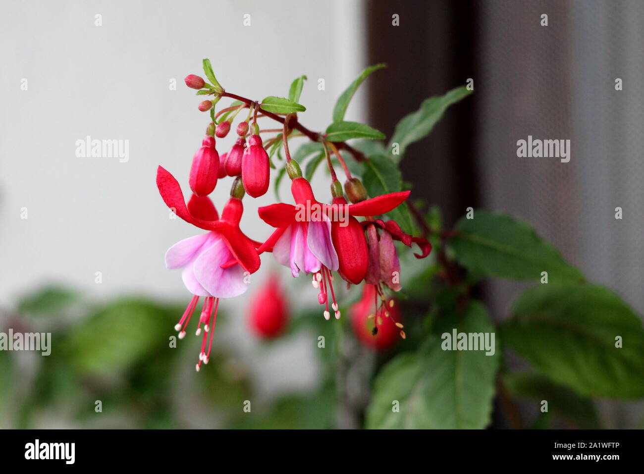 Single branch of Fuchsia decorative flowering plant with multiple fully ...