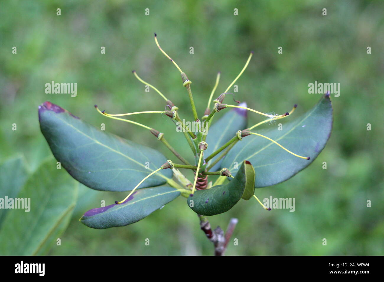 Single branch of Rhododendron woody plant with spirally arranged thick ...