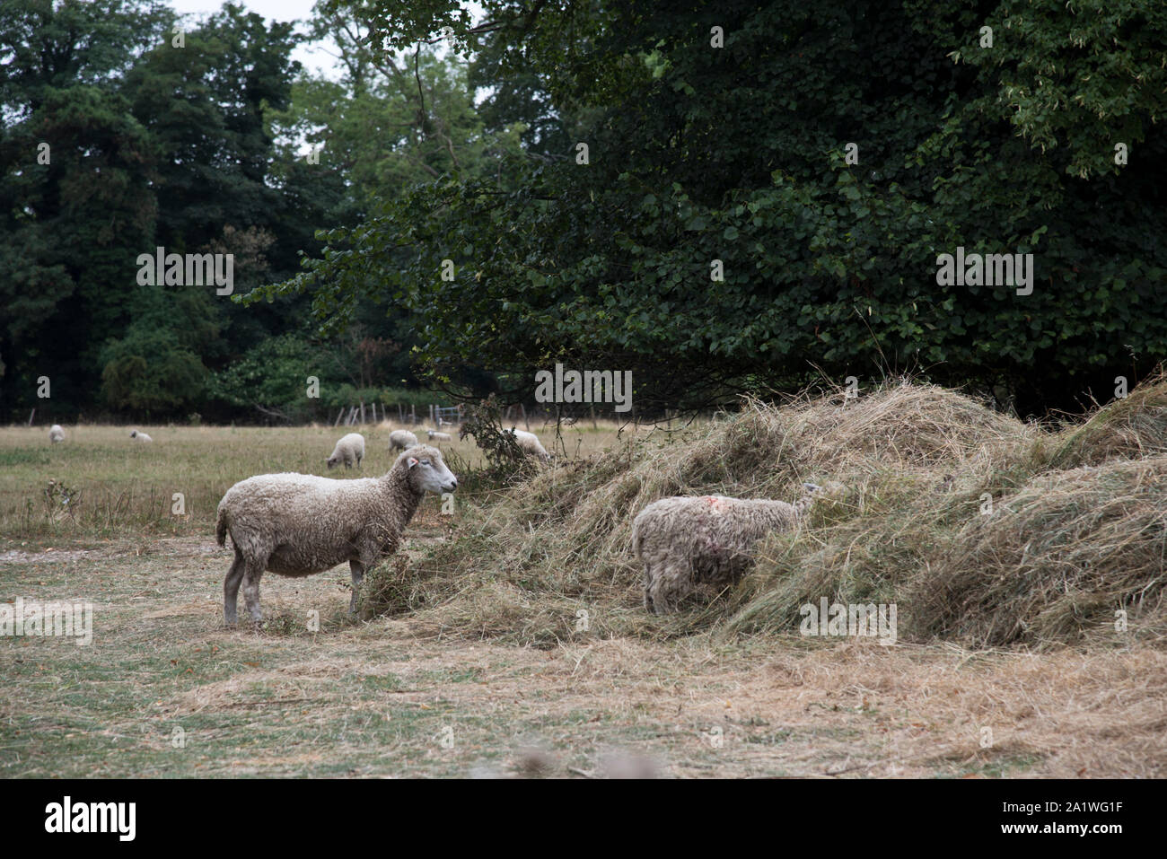 Sheep in hot weather hi-res stock photography and images - Alamy