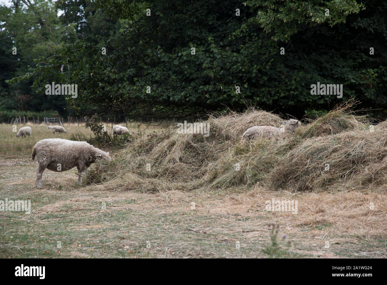 Sheep in hot weather hi-res stock photography and images - Alamy