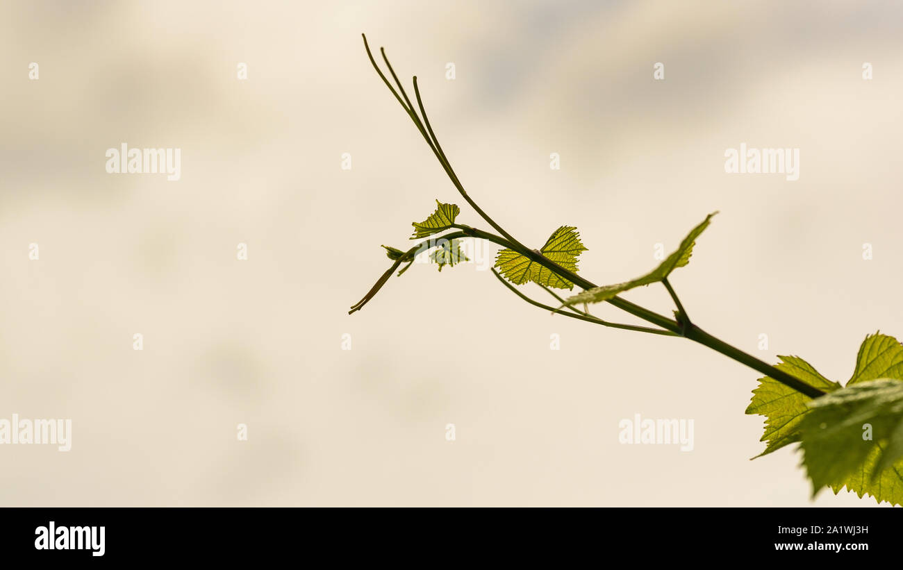 Young buds of grapevine hi-res stock photography and images - Alamy