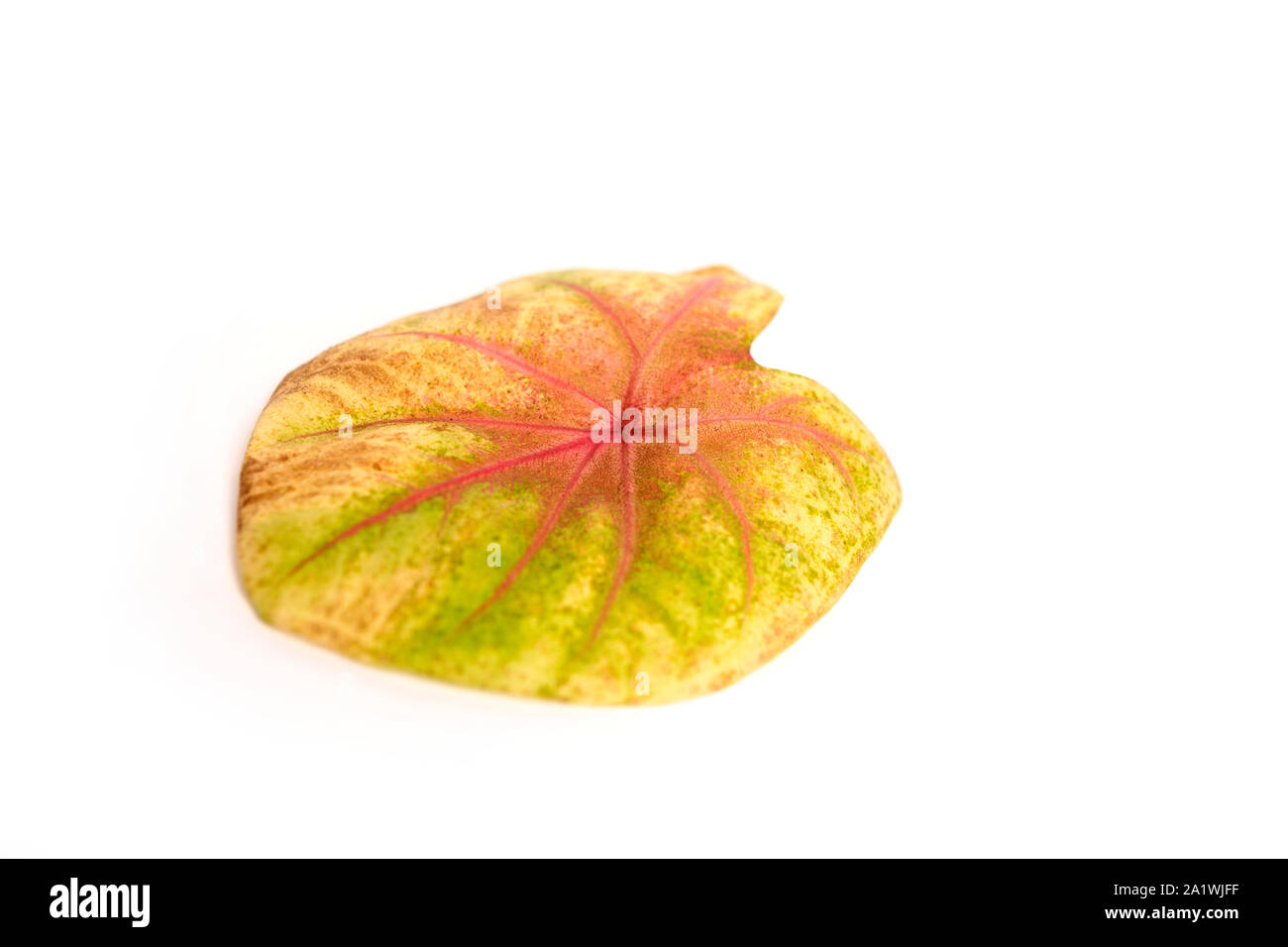 colorful single leaf isolated on white background Stock Photo - Alamy