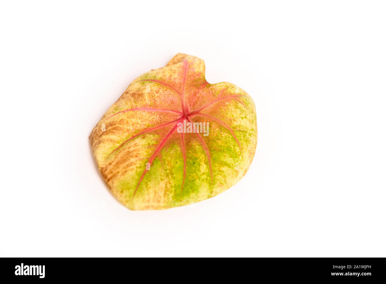 colorful single leaf isolated on white background Stock Photo - Alamy
