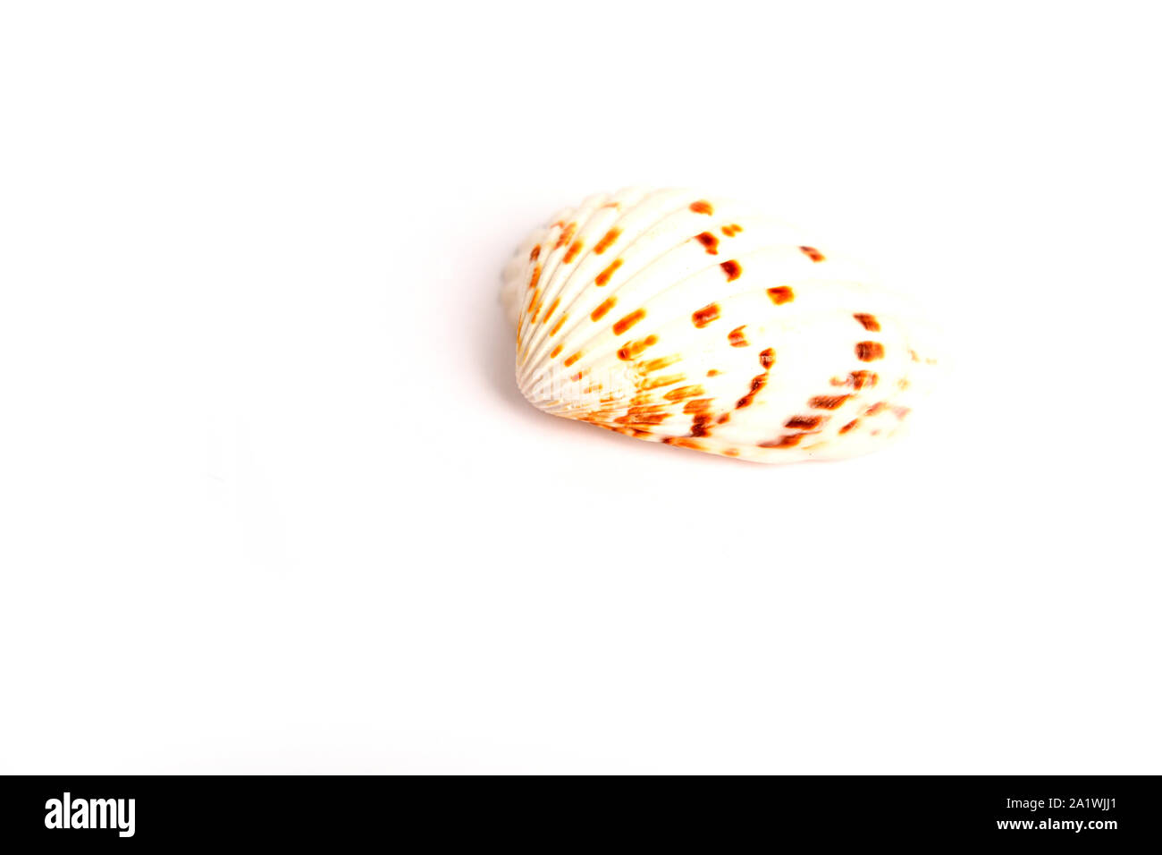 Seashell isolated on white background Stock Photo - Alamy