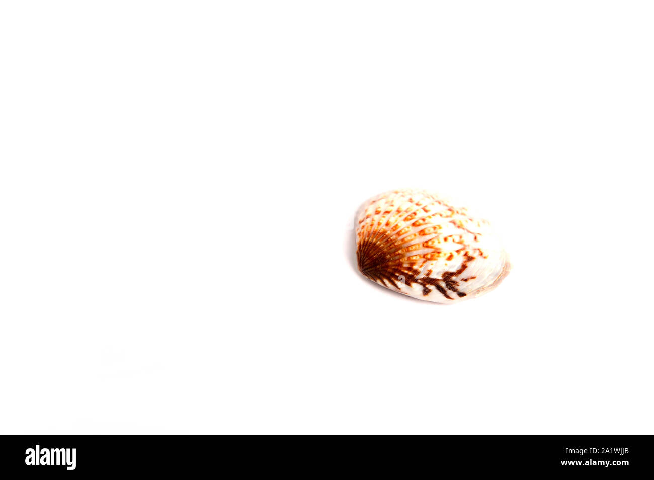 Seashell isolated on white background Stock Photo - Alamy