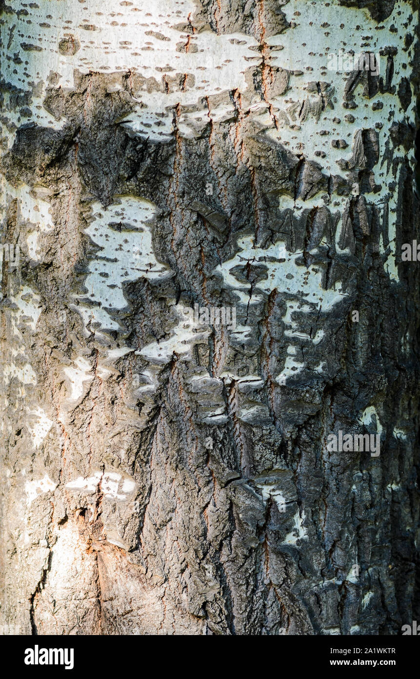 Birch bark tree pattern Stock Photo - Alamy