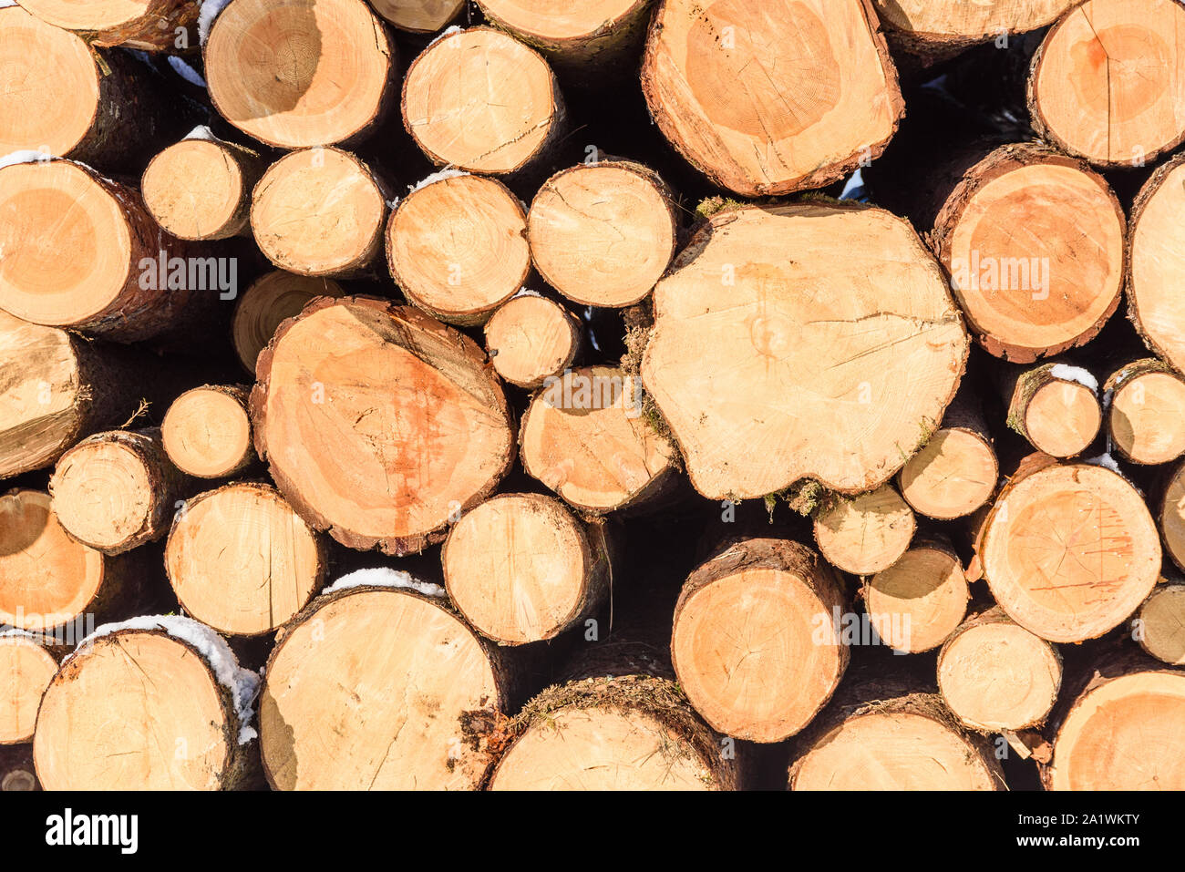 Closeup of logs of trees in winter Stock Photo - Alamy