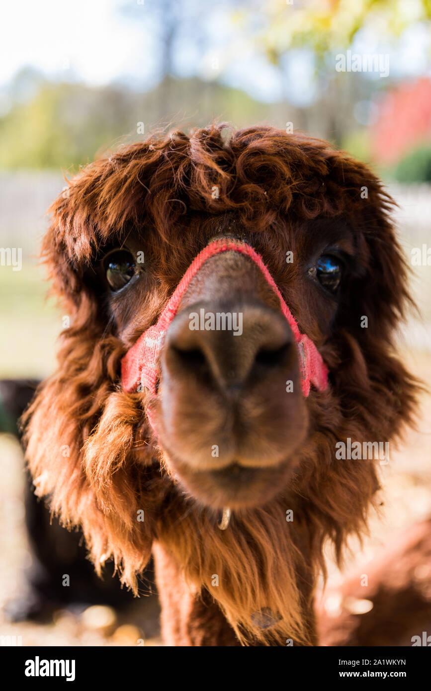 Furry brown lama close up Stock Photo - Alamy
