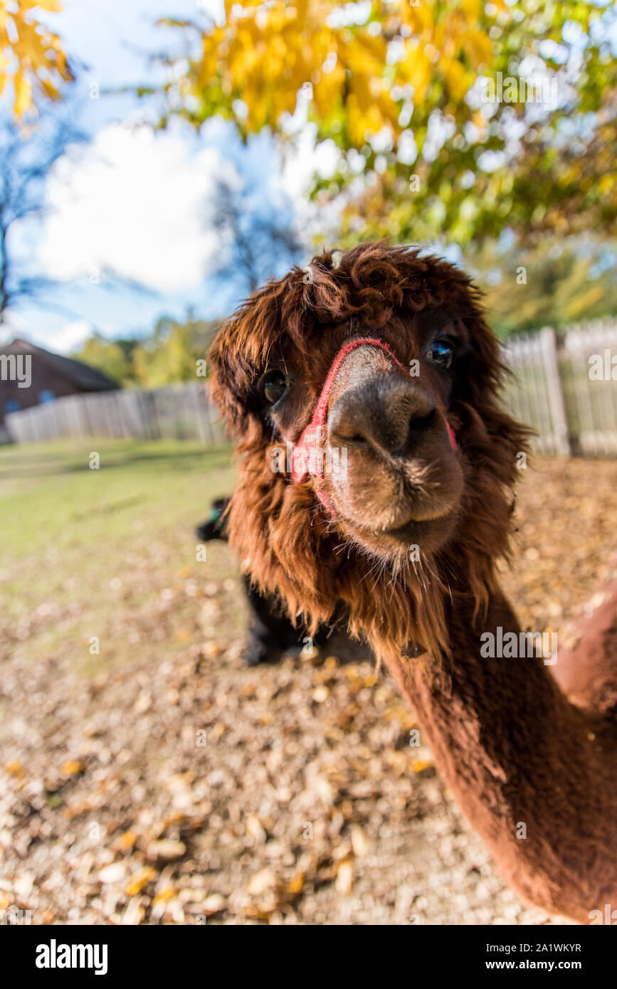 Furry brown lama Stock Photo - Alamy