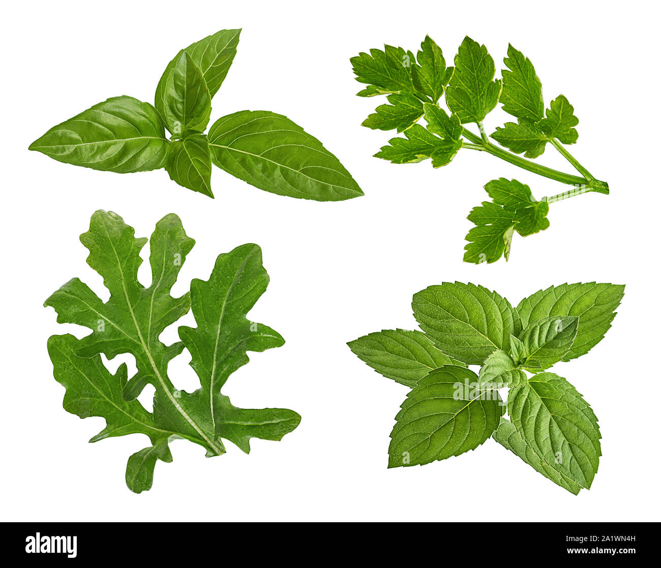 Parsley mint Cut Out Stock Images & Pictures - Alamy