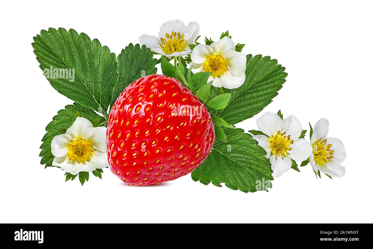Strawberry with flower isolated on white background Stock Photo - Alamy