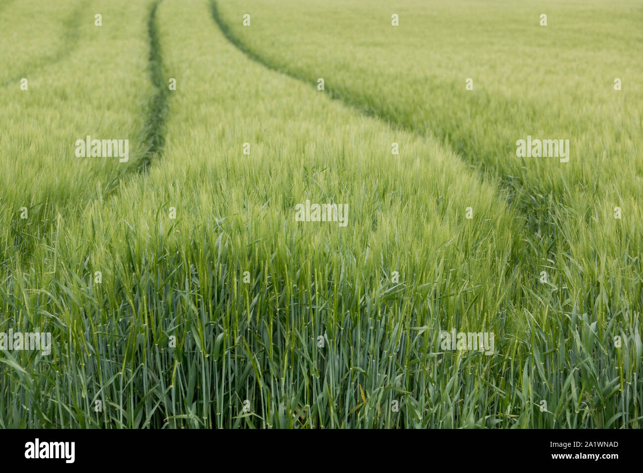 Big grainfields in the middle of the german countryside Stock Photo - Alamy
